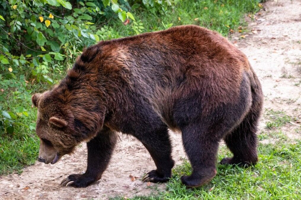 Bear causes School Closures in Japan - Kiwi Kids News