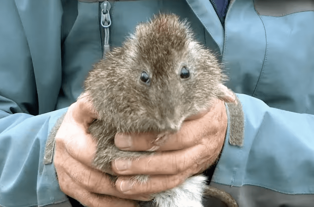 250 million bees released in USA - Kiwi Kids News