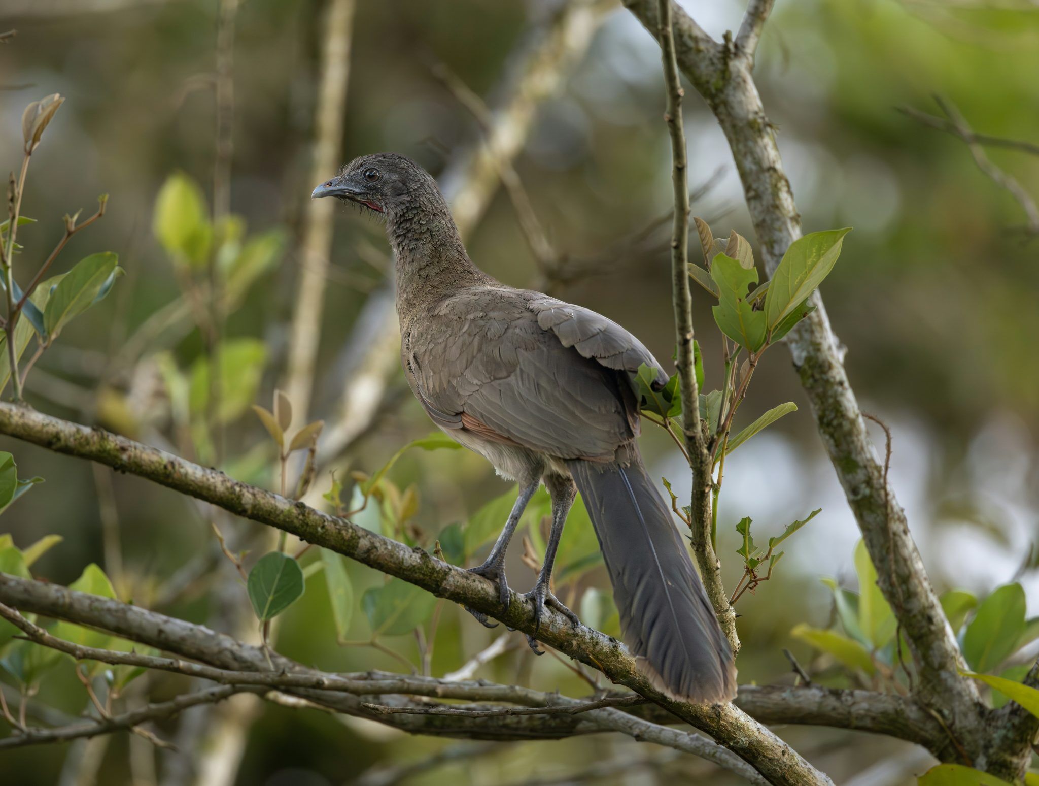 New scheme targets cooling gases - Kiwi Kids News